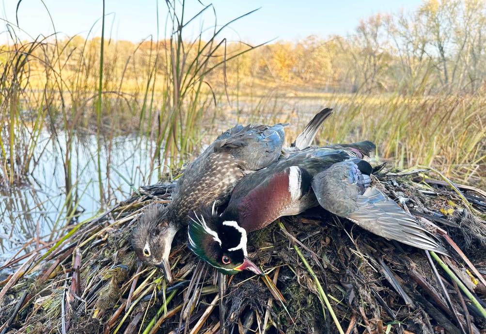 The Best Motion Duck Decoys, Field Tested and Reviewed | Outdoor Life