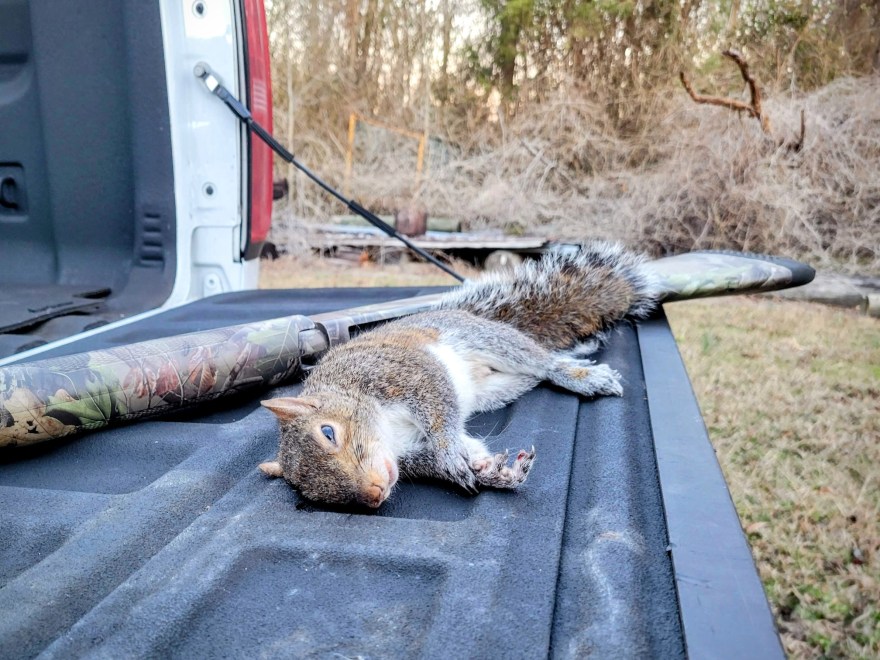 The Best Squirrel Recipes | Outdoor Life