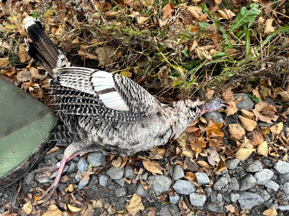 Vermont Hunter Ends 4-Year Chase for Rare Smoke-Phase Turkey | Outdoor Life