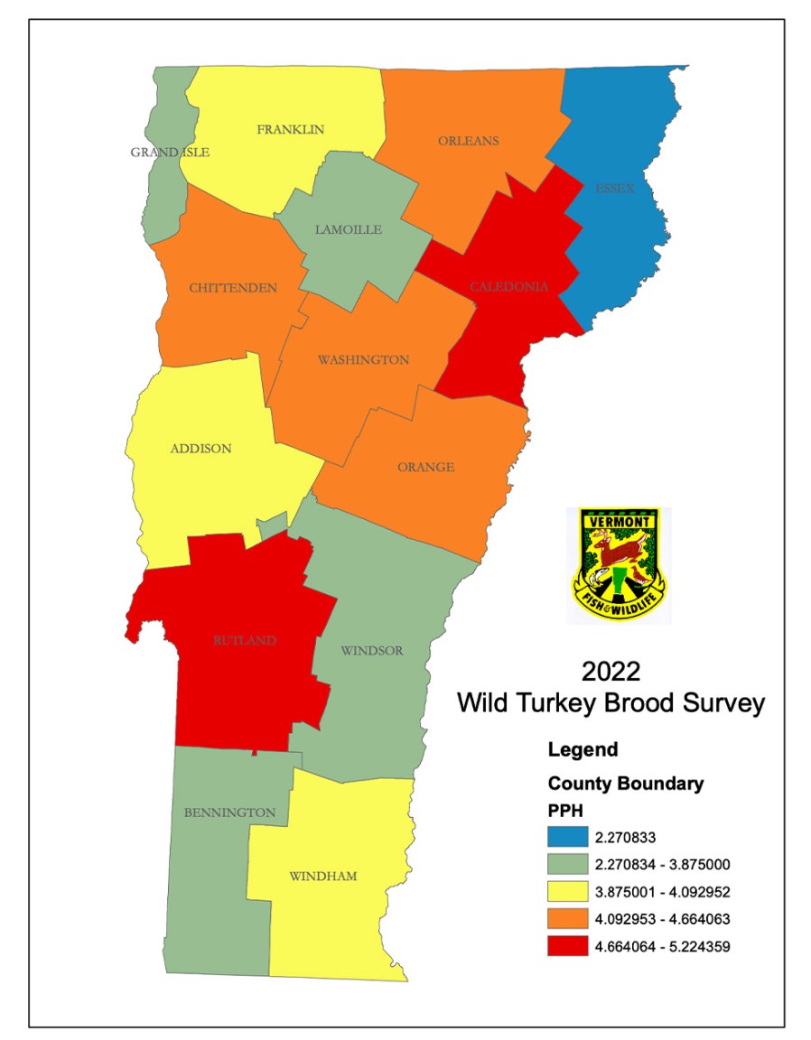 Vermont Hunter Ends 4-Year Chase for Rare Smoke-Phase Turkey | Outdoor Life
