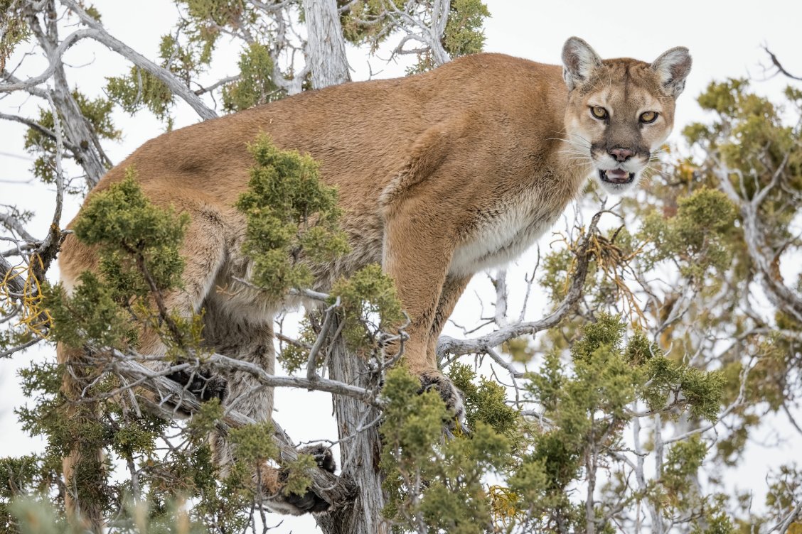 Anti-Hunters Seek to Ban All Hunting with Hounds in Arizona | Outdoor Life