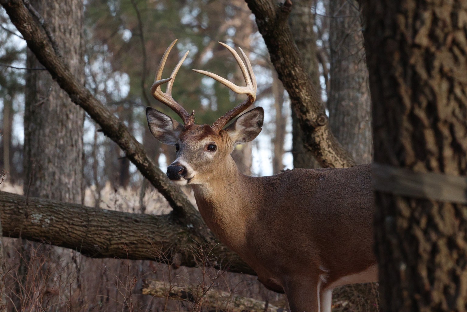 6 Buck Harvest Trends That Deer Hunters Should Know | Outdoor Life