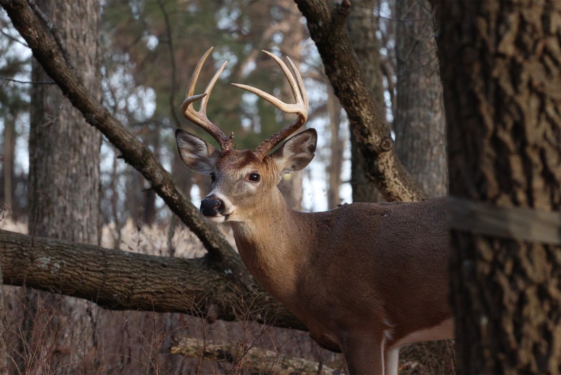6 Buck Harvest Trends That Deer Hunters Should Know | Outdoor Life