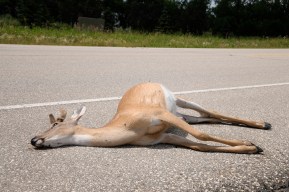 The Ultimate Guide to Eating and Donating Roadkill | Outdoor Life