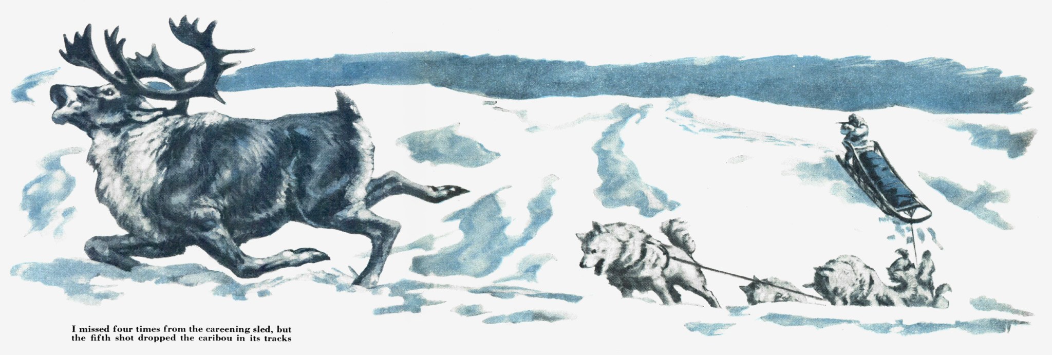 My Best Sled Dog Tangled with Polar Bears, Hunted Birds, and Saved My ...