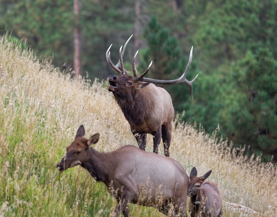 Colorado Is Switching Its Big-Game Draw. Here's Why Hunters with ...