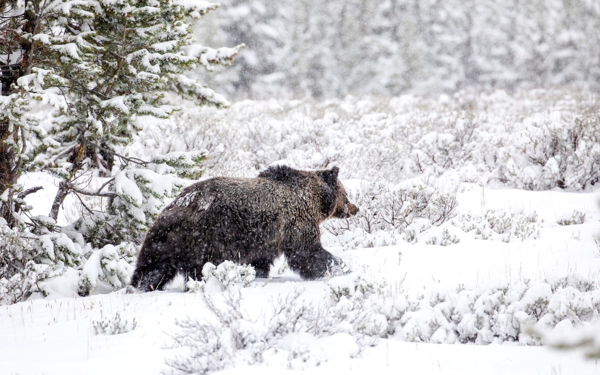 Whitetail Facts: 16 Things to Know About Fawns