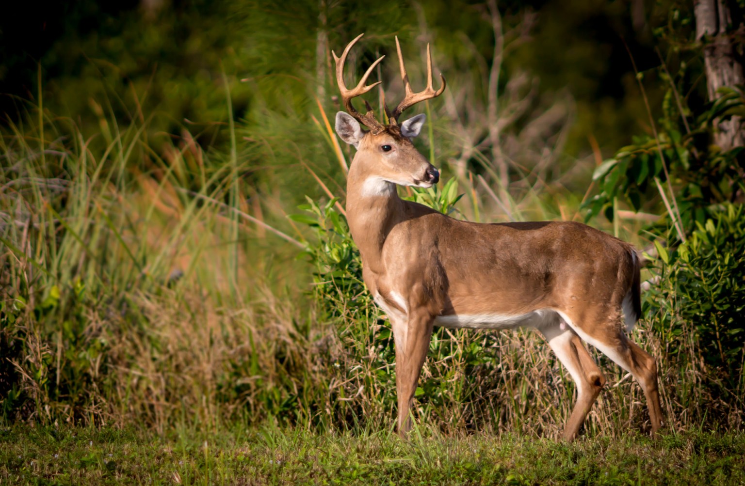 Georgia Confirms Its First Case of Chronic Wasting Disease | Outdoor Life