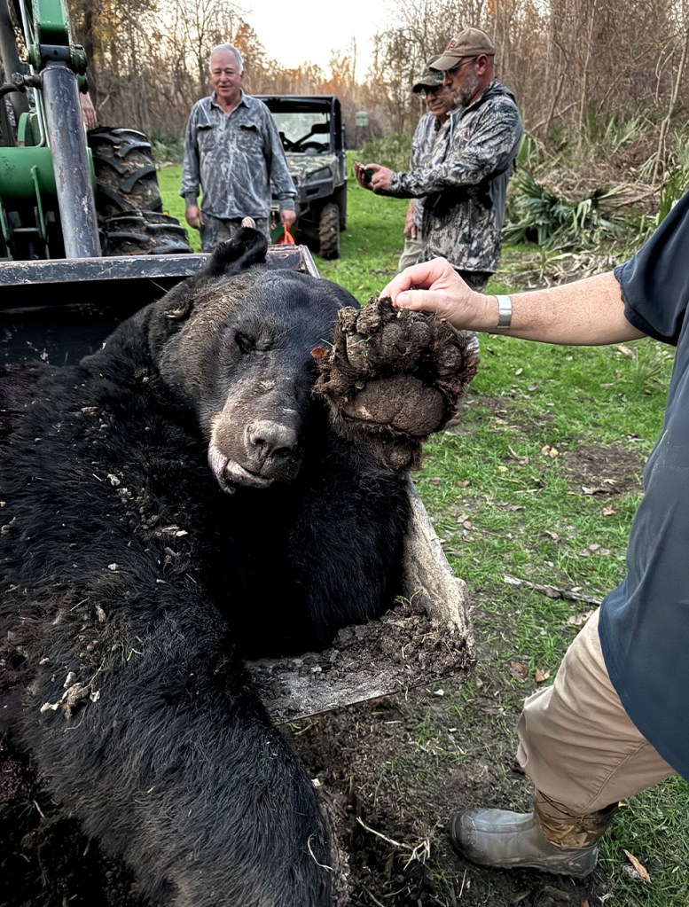 Veteran Tags Potential Record Black Bear During Louisiana's First Bear ...