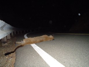 The Ultimate Guide to Eating and Donating Roadkill | Outdoor Life