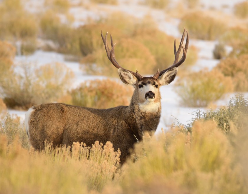 Hunting Big Bucks Year After Year Helps Curb Chronic Wasting Disease ...