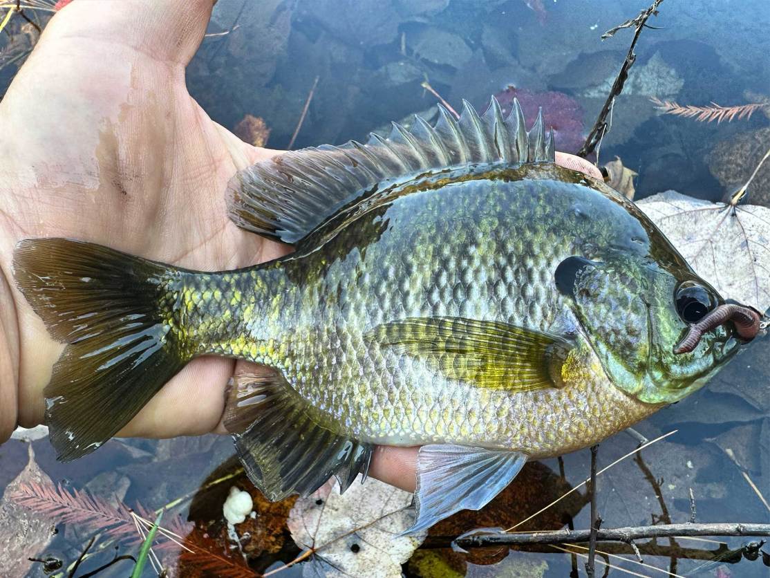 The Best Baits for Bluegill and Other Panfish | Outdoor Life