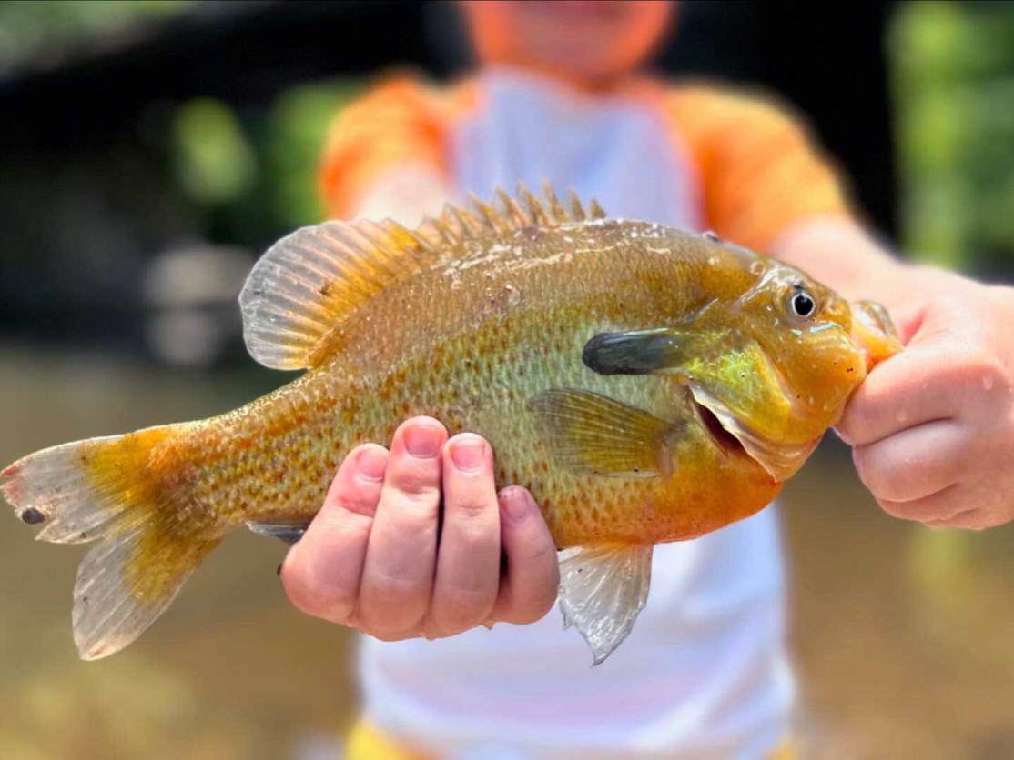 The Best Baits for Bluegill and Other Panfish | Outdoor Life