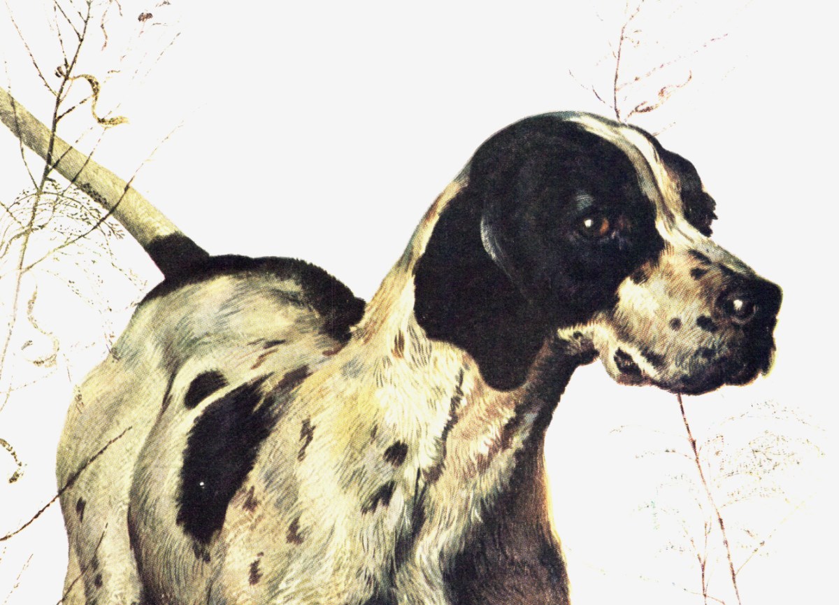 How a Feud Between Two Pointers Turned Them into True Quail Dogs ...