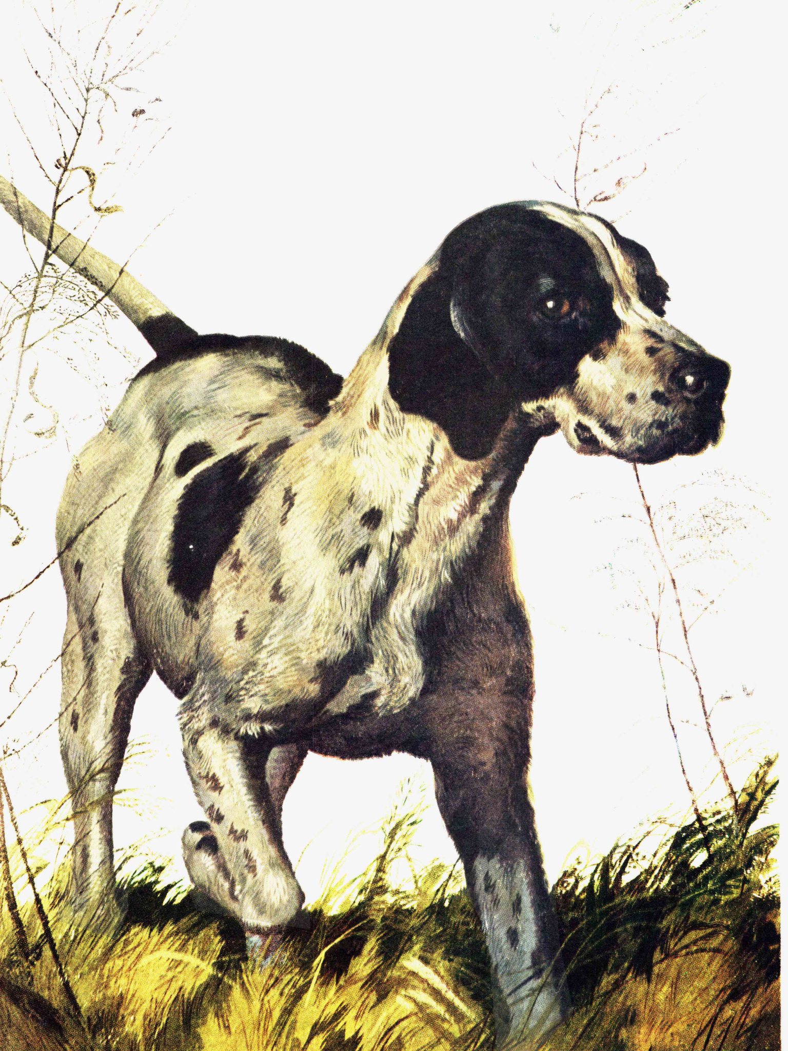 How a Feud Between Two Pointers Turned Them into True Quail Dogs ...