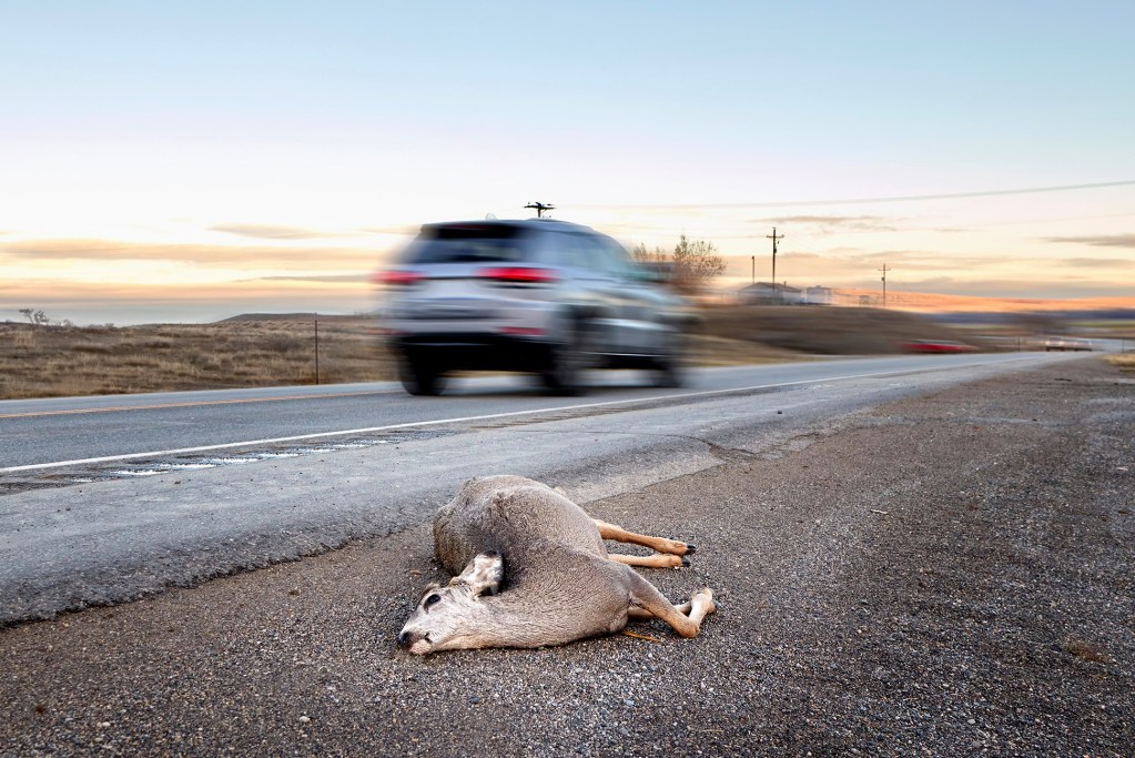 The Ultimate Guide to Eating and Donating Roadkill | Outdoor Life