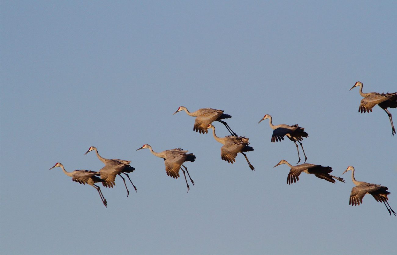 In Wisconsin, Home of the Sandhill Crane Recovery, Legislators Are Now ...