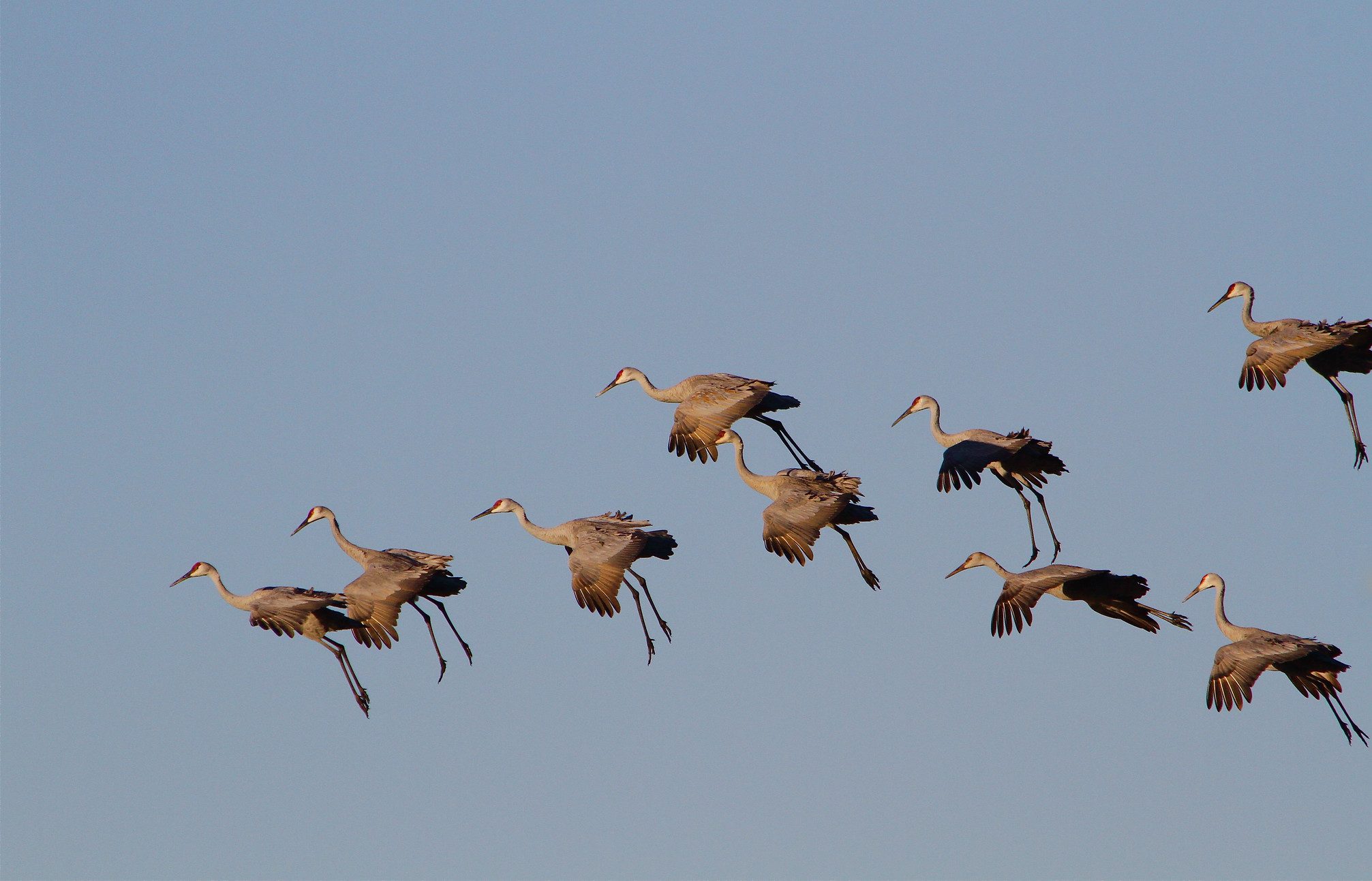 Alma Wisconsin Sandhill Cranes Sandhills Cranes' Fall Return To The