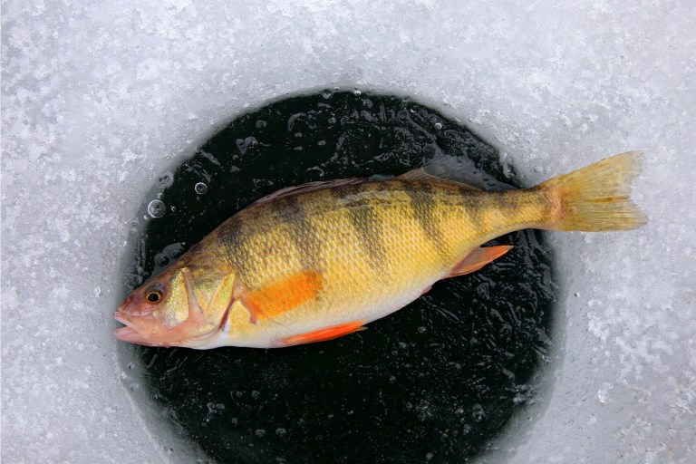 Tips for Catching Jumbo Yellow Perch Through the Ice | Outdoor Life