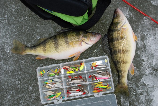 Tips for Catching Jumbo Yellow Perch Through the Ice | Outdoor Life