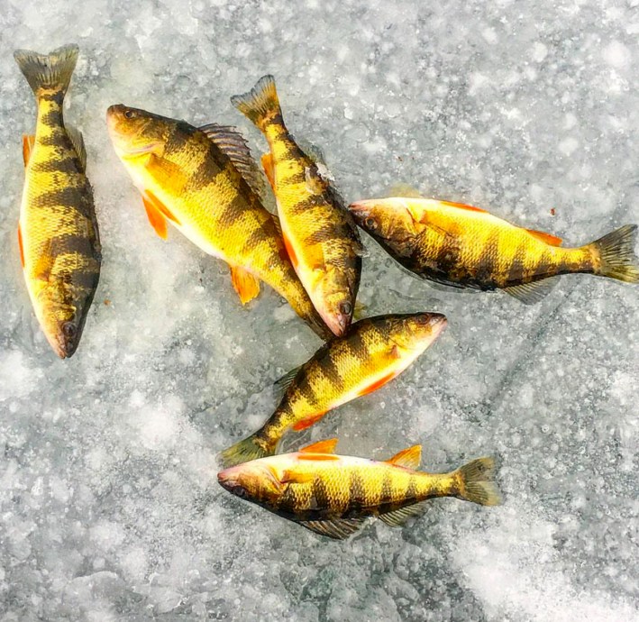 Tips for Catching Jumbo Yellow Perch Through the Ice | Outdoor Life