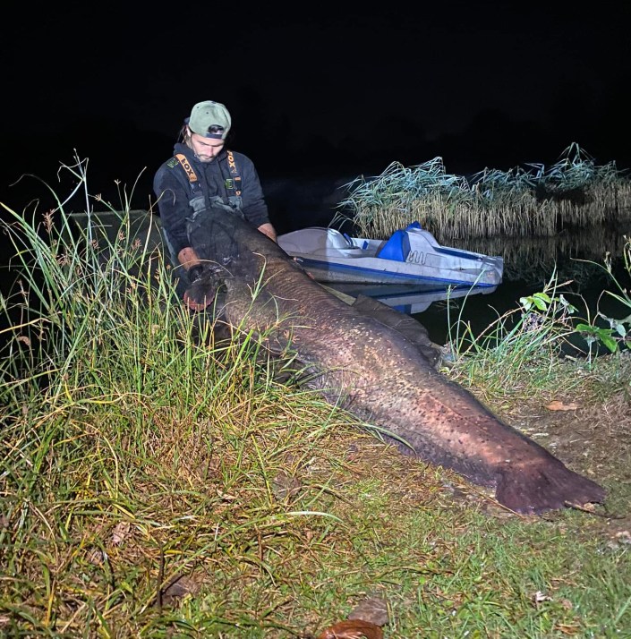 Landing This 8-Foot Catfish, Possibly the Largest Ever Caught in the UK ...