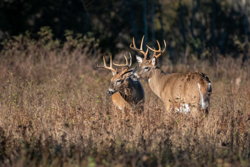 6 Buck Harvest Trends That Deer Hunters Should Know | Outdoor Life