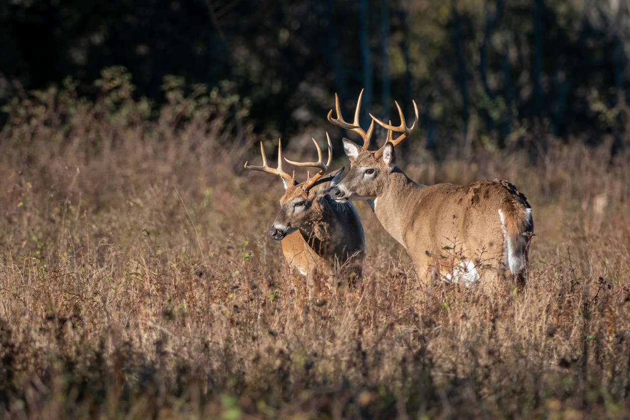 6 Buck Harvest Trends That Deer Hunters Should Know | Outdoor Life