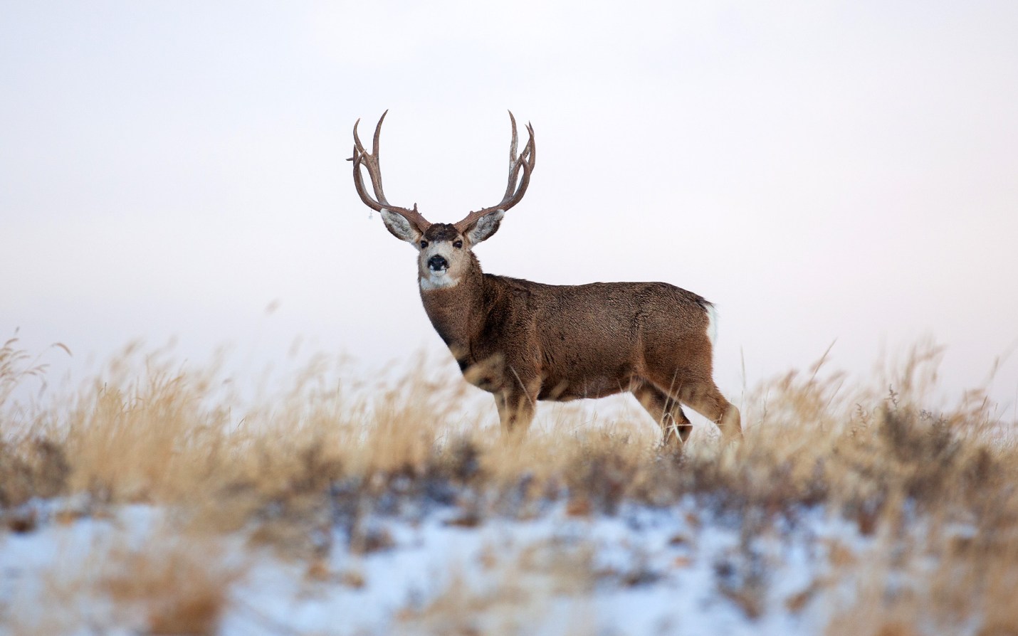 Why Mule Deer Are North America's Greatest Big-Game Animal | Outdoor Life