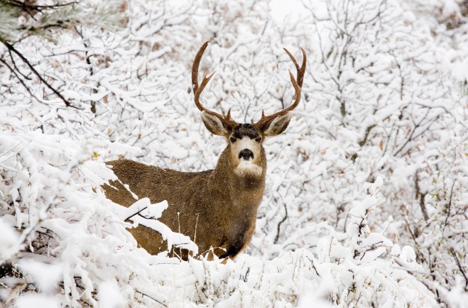 A $3,710 Elk Tag? Utah Set to Double Hunting Fees for Nonresidents