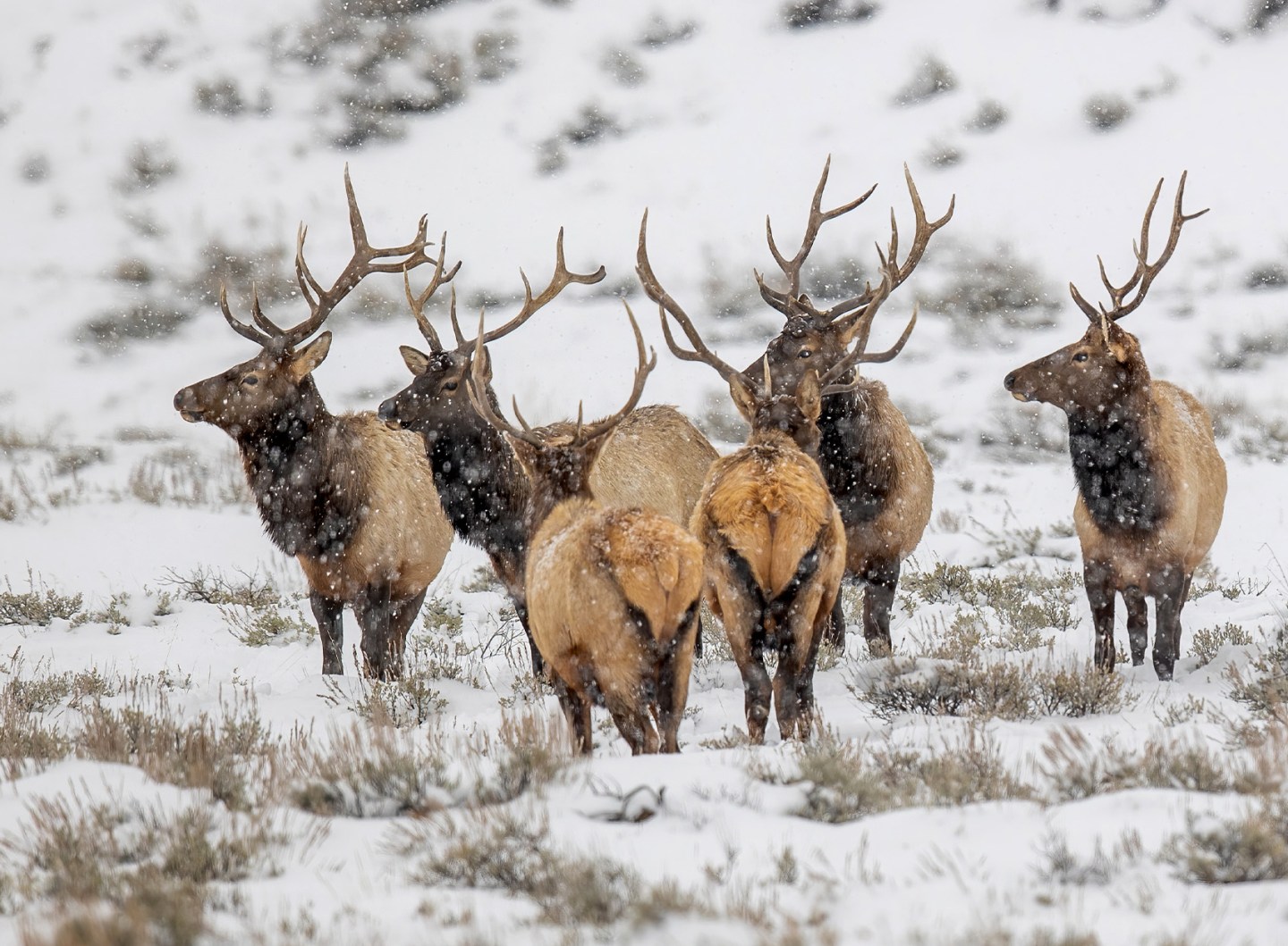 Conservation Groups, Hunters Fight Off Bill That Would Have Let Wyoming ...