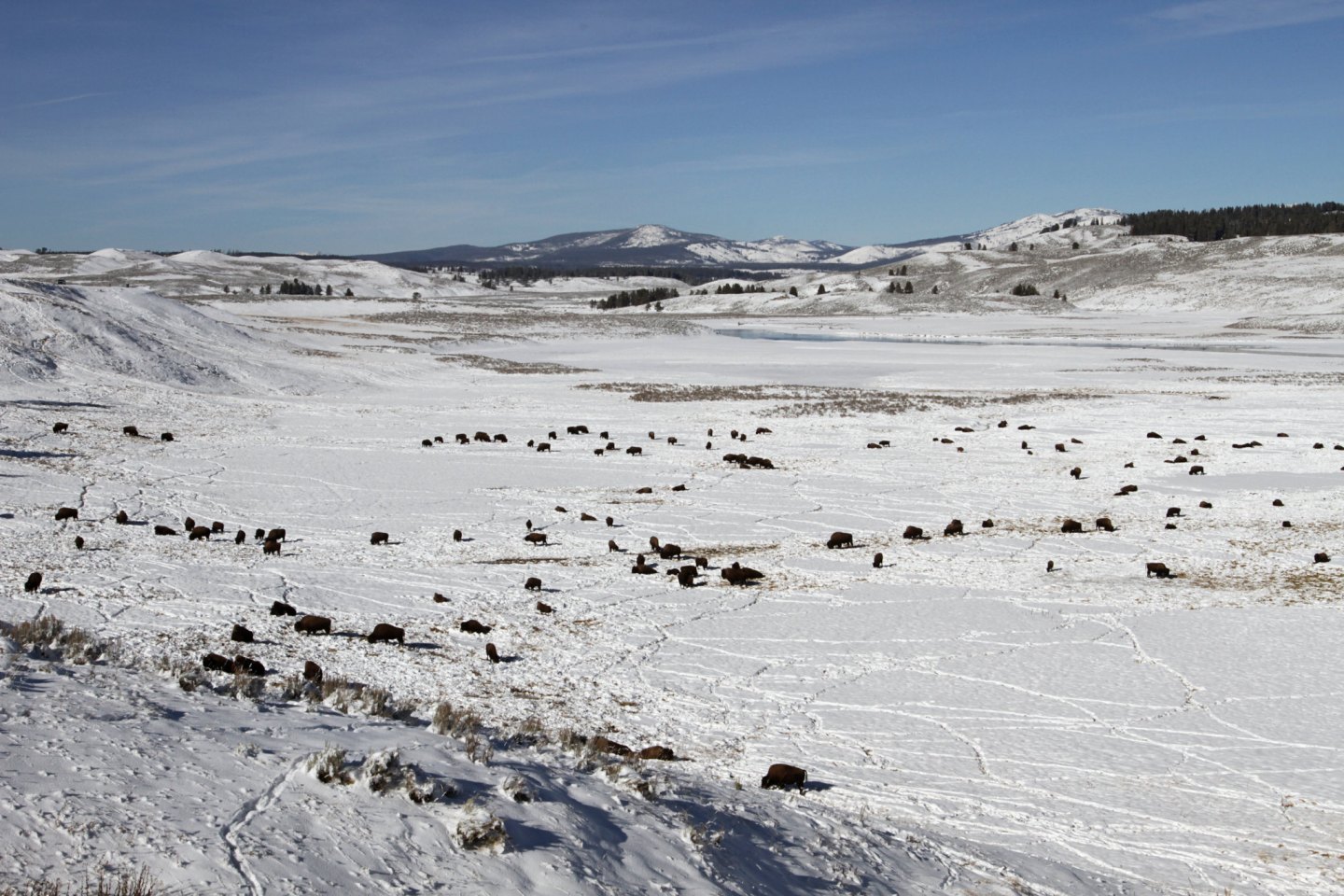 Montana Sues Yellowstone National Park for Having ‘Utterly Failed’ to ...