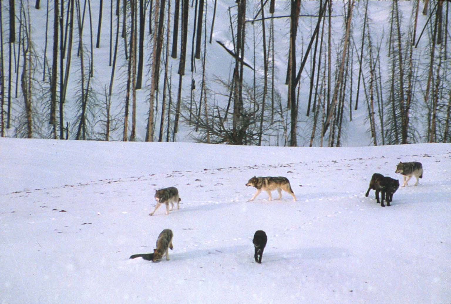 Wisconsin, Colorado Lawmakers Move to Delist Gray Wolves Across the ...