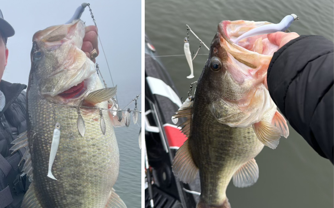 How to Fish an Alabama Rig: A Complete Guide | Outdoor Life