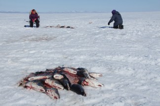 Ice Fishing for Giant Sheefish in the Arctic Is a True Winter Adventure ...