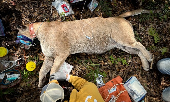This Florida Panther Is the Fattest Cat Ever Captured in the State ...