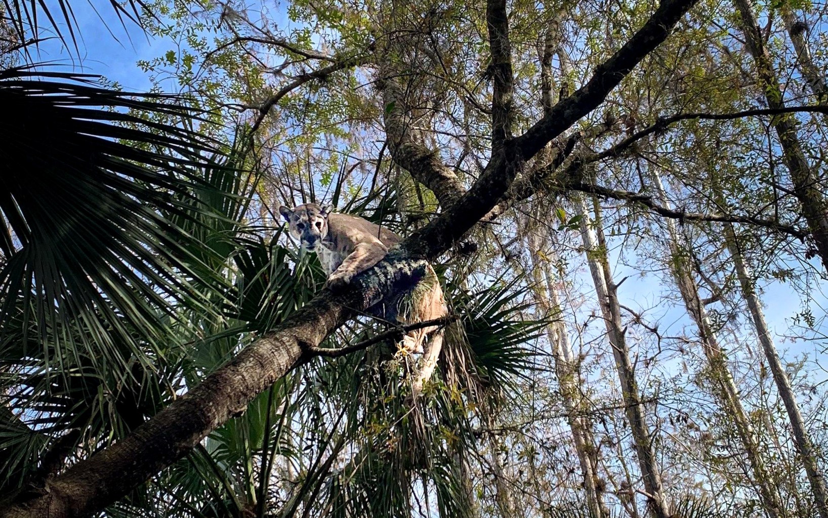 This Florida Panther Is the Fattest Cat Ever Captured in the State ...