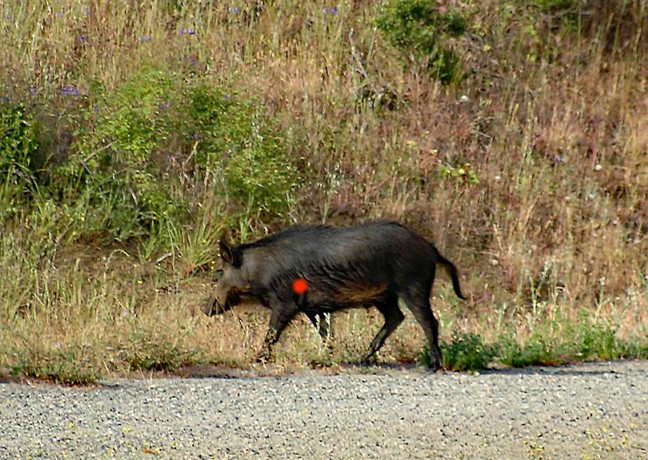 Where to Shoot a Hog | Outdoor Life