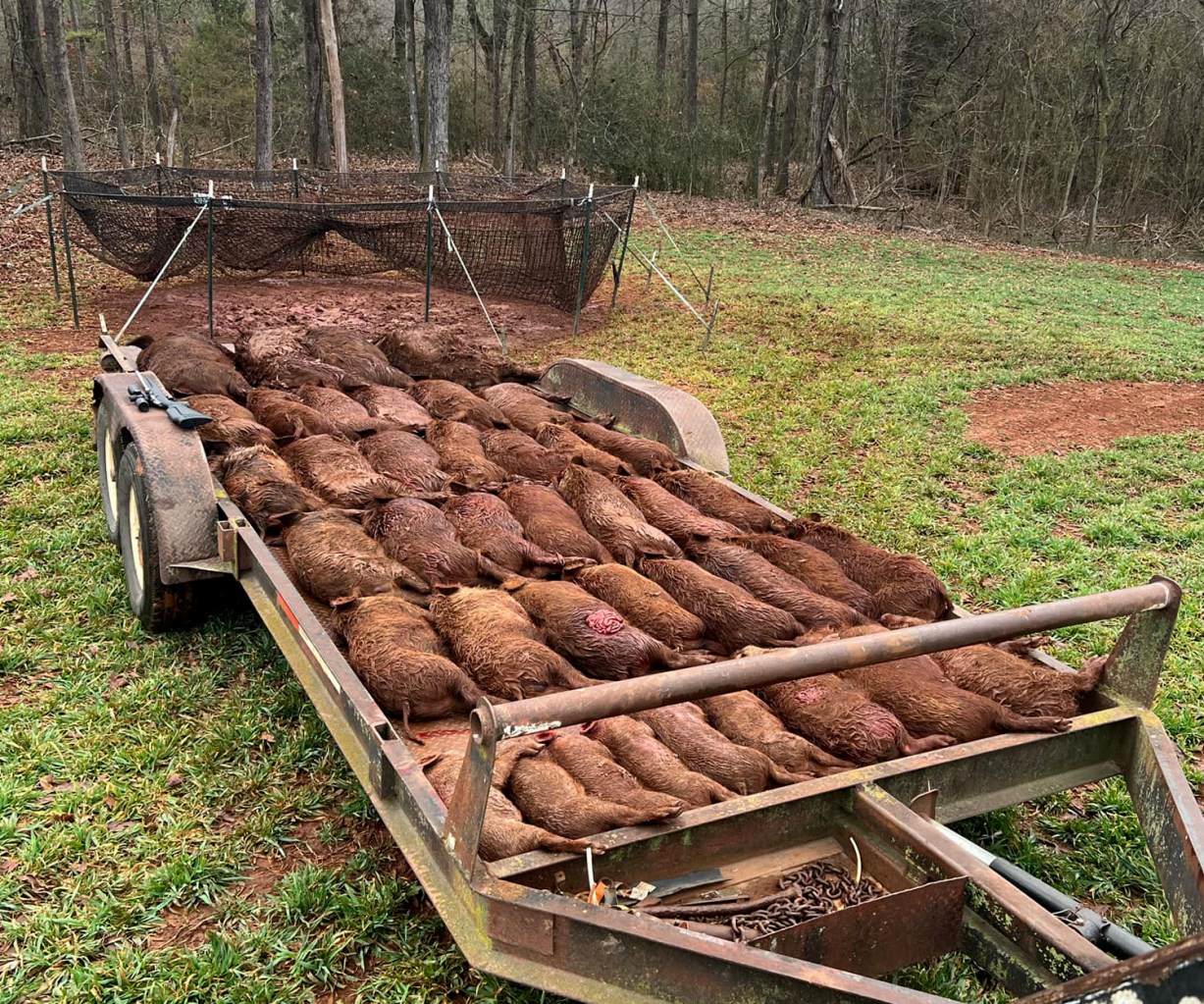 Hog Trappers Removed 41 Destructive Feral Pigs in One Go. Here's How ...