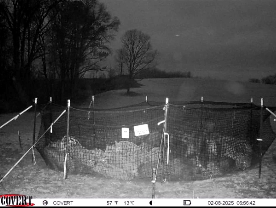 Hog Trappers Removed 41 Destructive Feral Pigs in One Go. Here's How ...