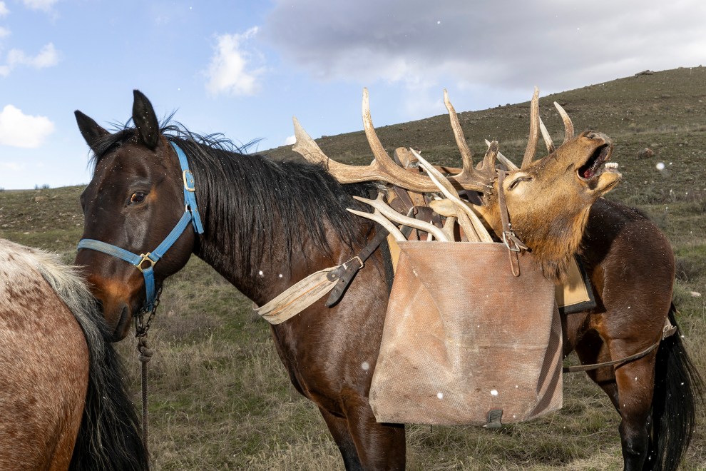 A $3,710 Elk Tag? Utah Set to Double Hunting Fees for Nonresidents