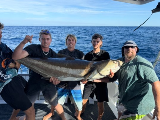 Cobia That ‘Acted Like Four Bags of Cement’ Stands to Crush Current ...