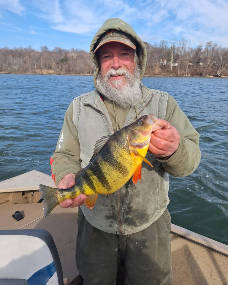 'Big as a Yellow Submarine.' Yellow Perch Caught in the Tidewater ...