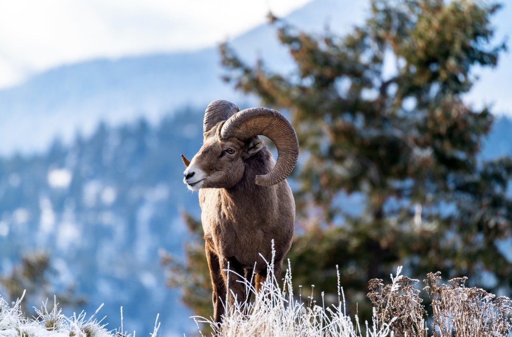 $1.3 Million Bighorn Sheep Tag Sets Record for Most Expensive Auction ...
