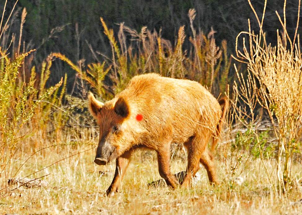 Where to Shoot a Hog | Outdoor Life