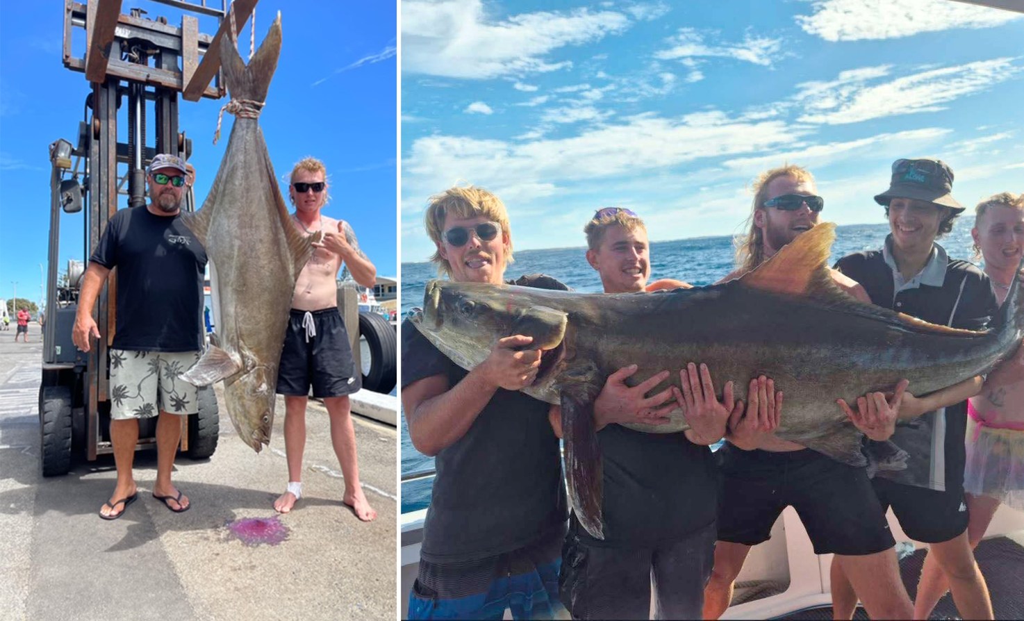 Cobia That ‘Acted Like Four Bags of Cement’ Stands to Crush Current ...