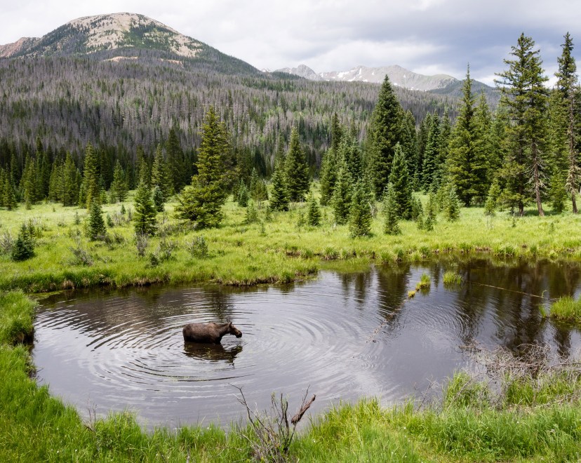 Rocky Mountain National Park Has Too Many Moose | Outdoor Life