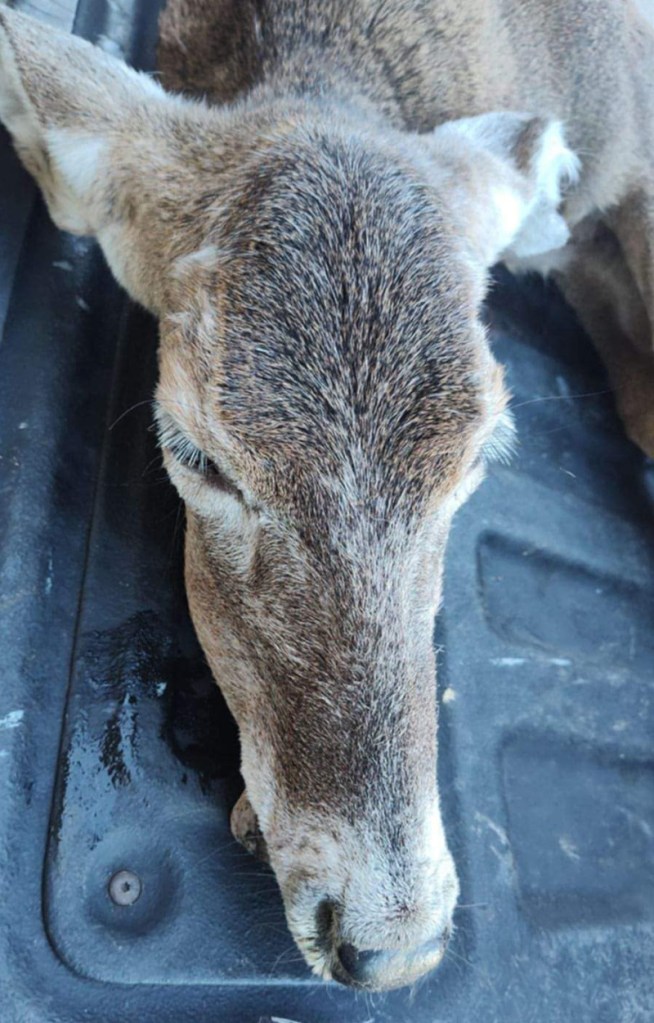 This 20-Year-Old Georgia Doe Might Be the Oldest Deer Ever Killed in ...