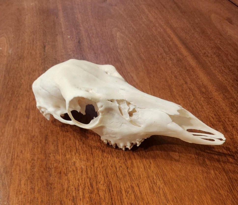 This 20-Year-Old Georgia Doe Might Be the Oldest Deer Ever Killed in ...