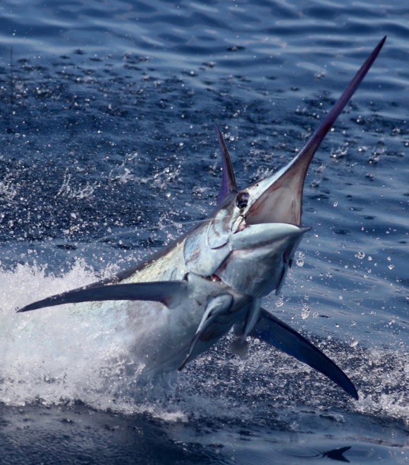 Watch: Anglers Toss Rod Overboard So They Can Land Two Blue Marlin at ...